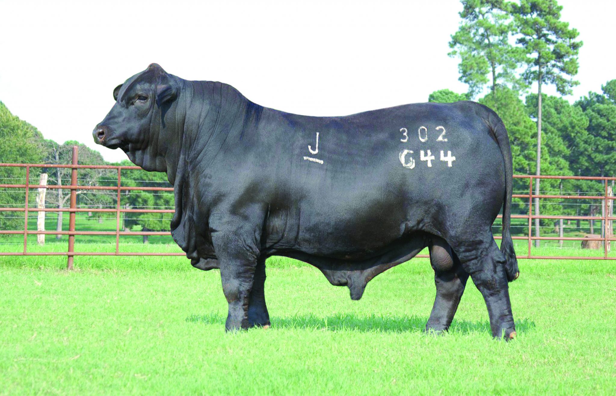 HERD SIRES – Ranch