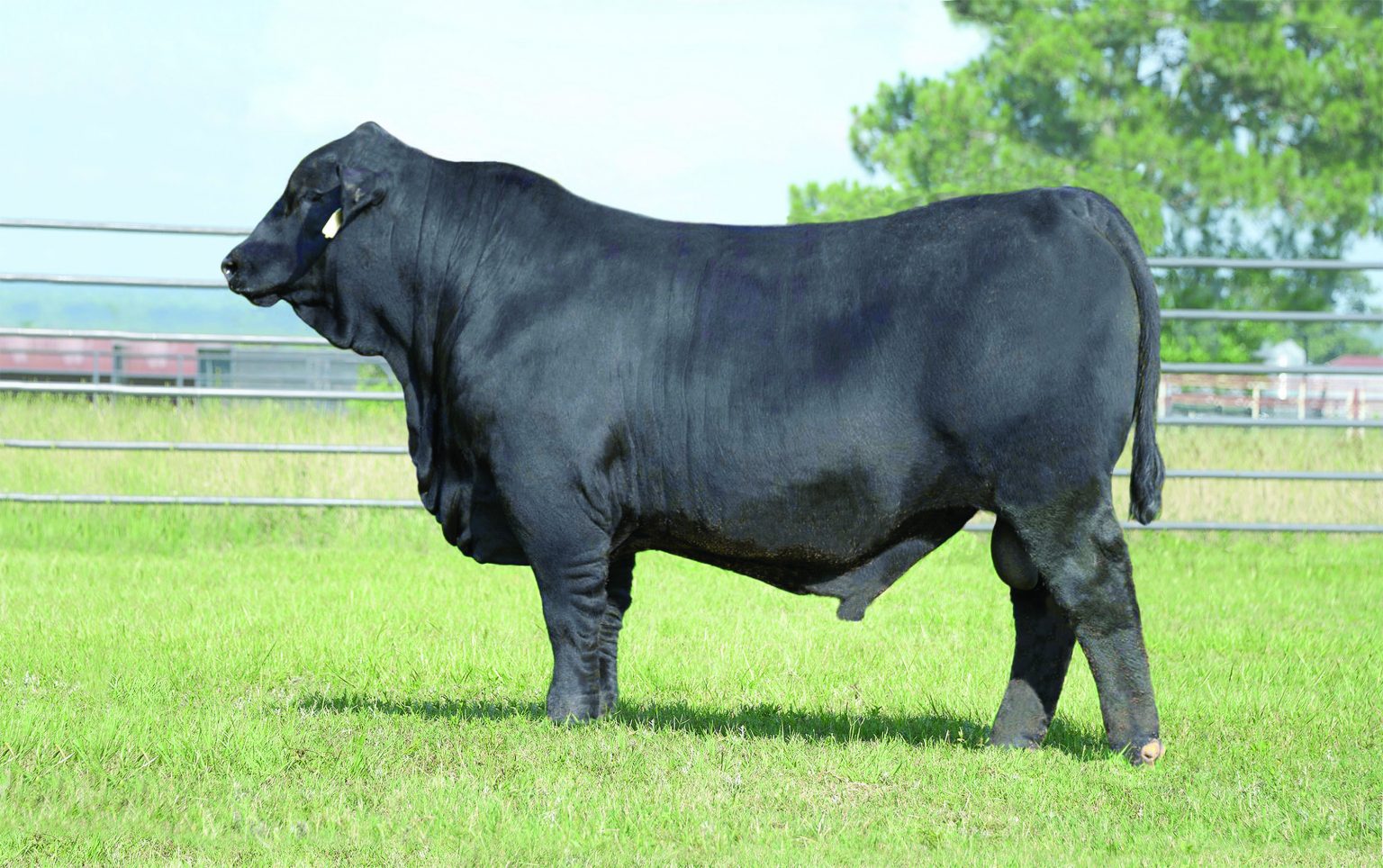 HERD SIRES – Ranch
